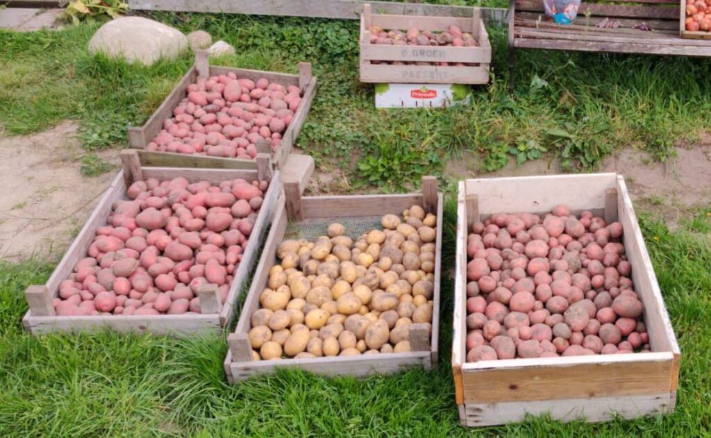 In de moestuin: aardappels rooien - 50+ in Nederland